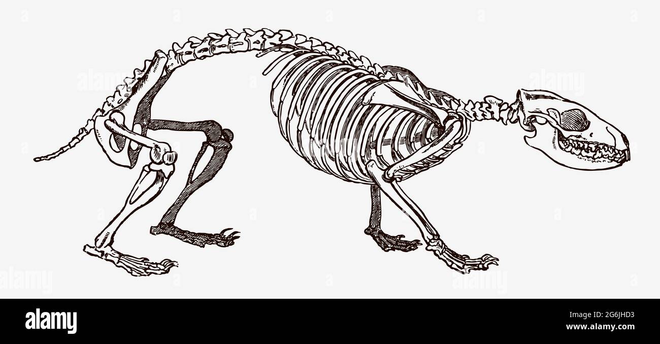 Hedgehog anatomy Cut Out Stock Images & Pictures - Alamy