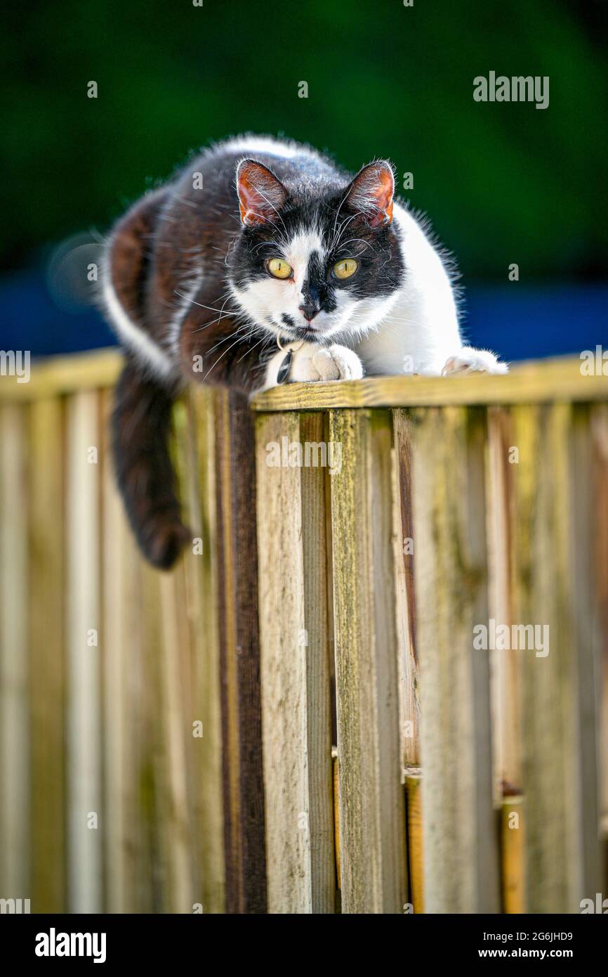Cat on fence hi-res stock photography and images - Alamy