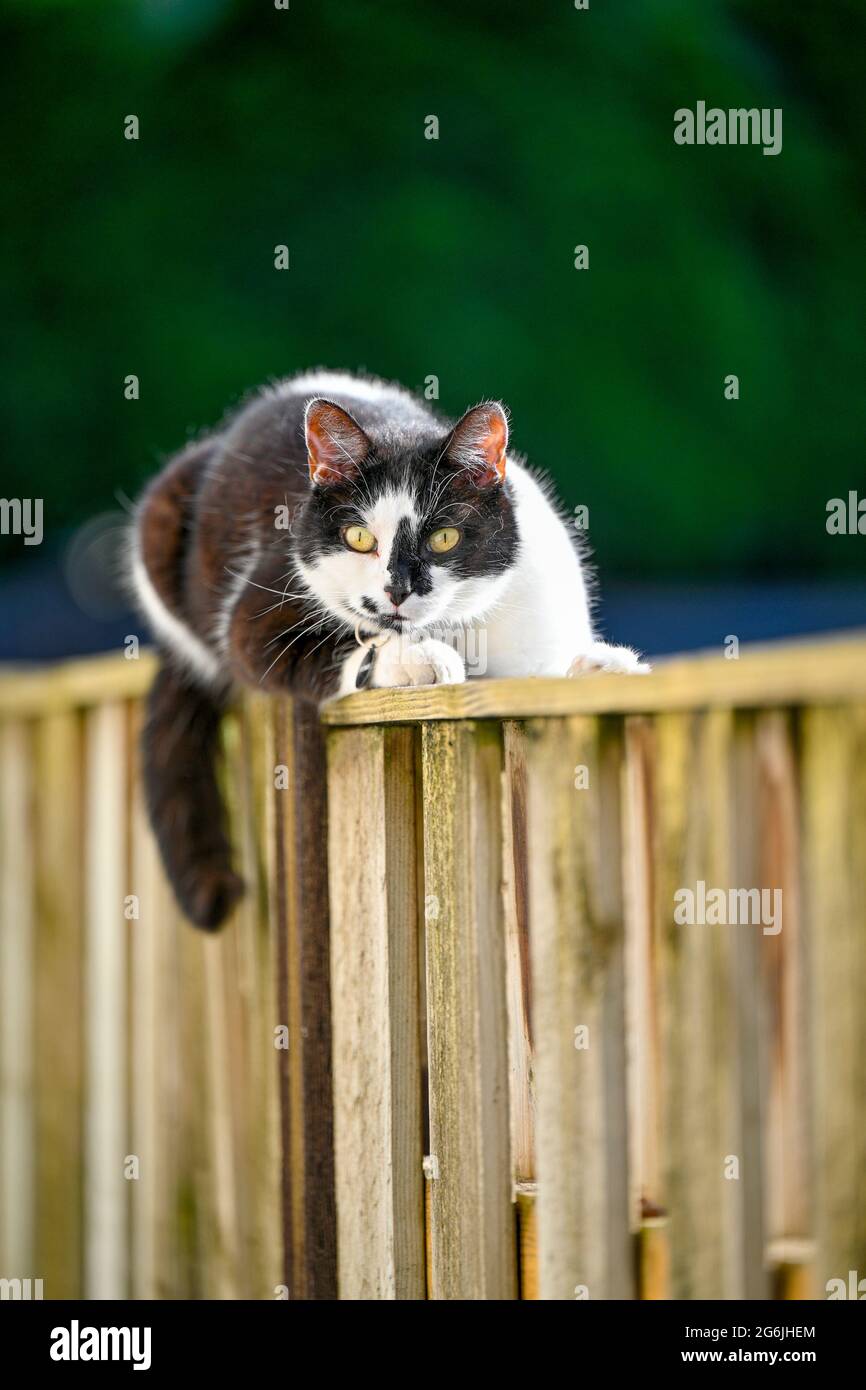 Cat on fence Stock Photo - Alamy