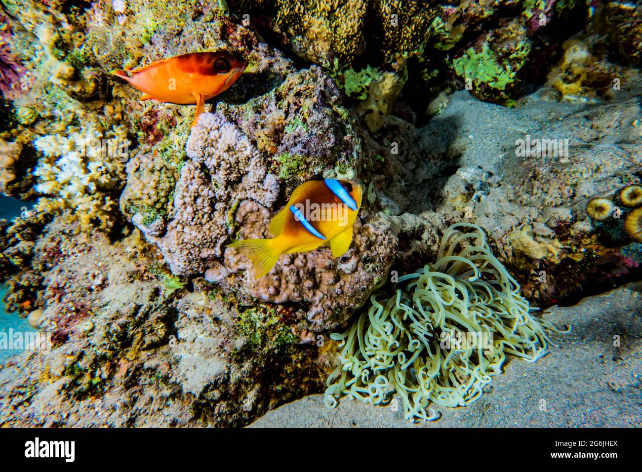 Fish swim in the Red Sea, colorful fish, Eilat Israel Stock Photo - Alamy