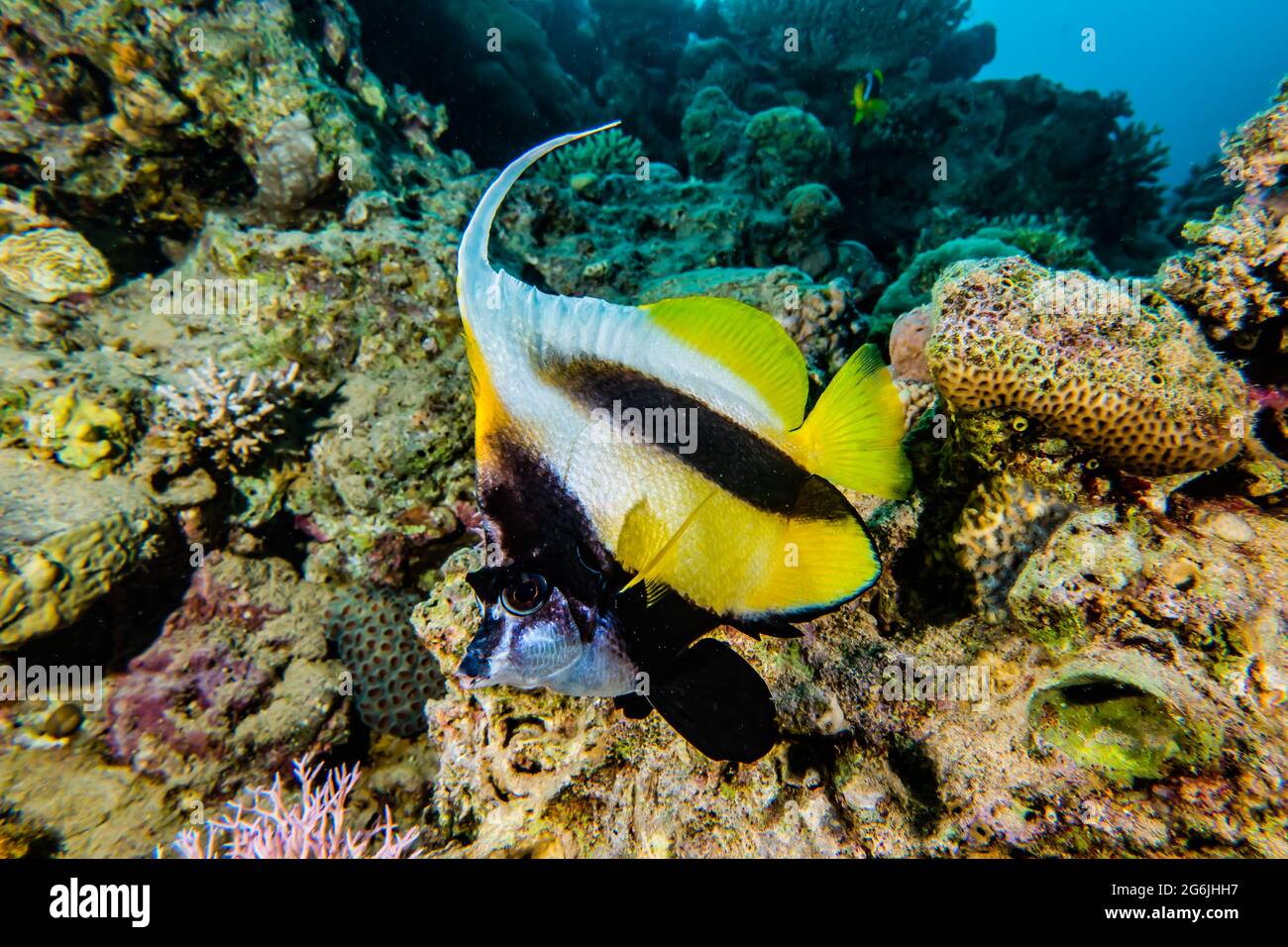 Fish swim in the Red Sea, colorful fish, Eilat Israel Stock Photo - Alamy