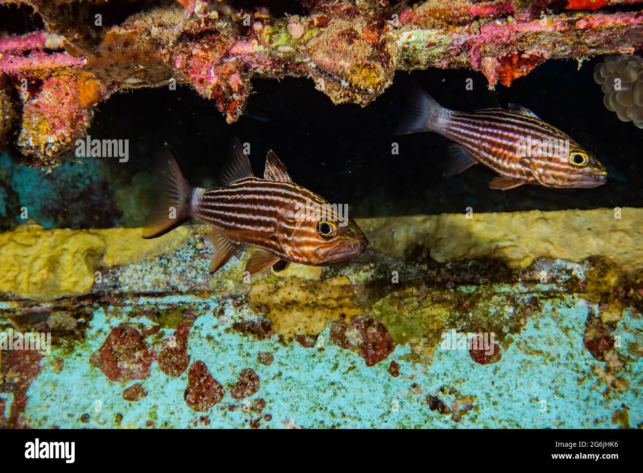 Fish swim in the Red Sea, colorful fish, Eilat Israel Stock Photo - Alamy