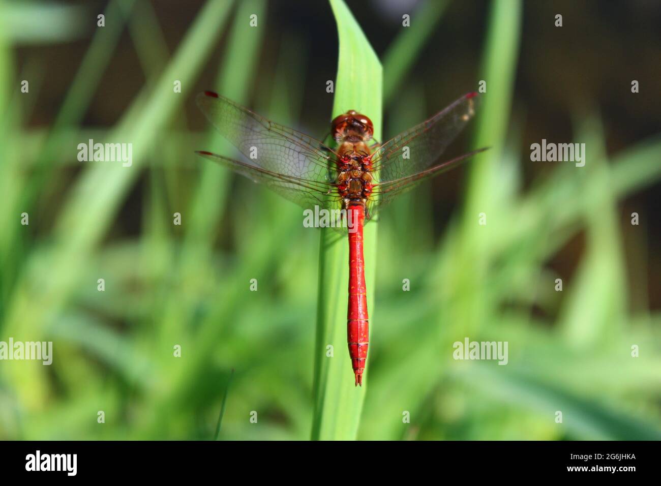 beautiful red dragonfly Stock Photo - Alamy