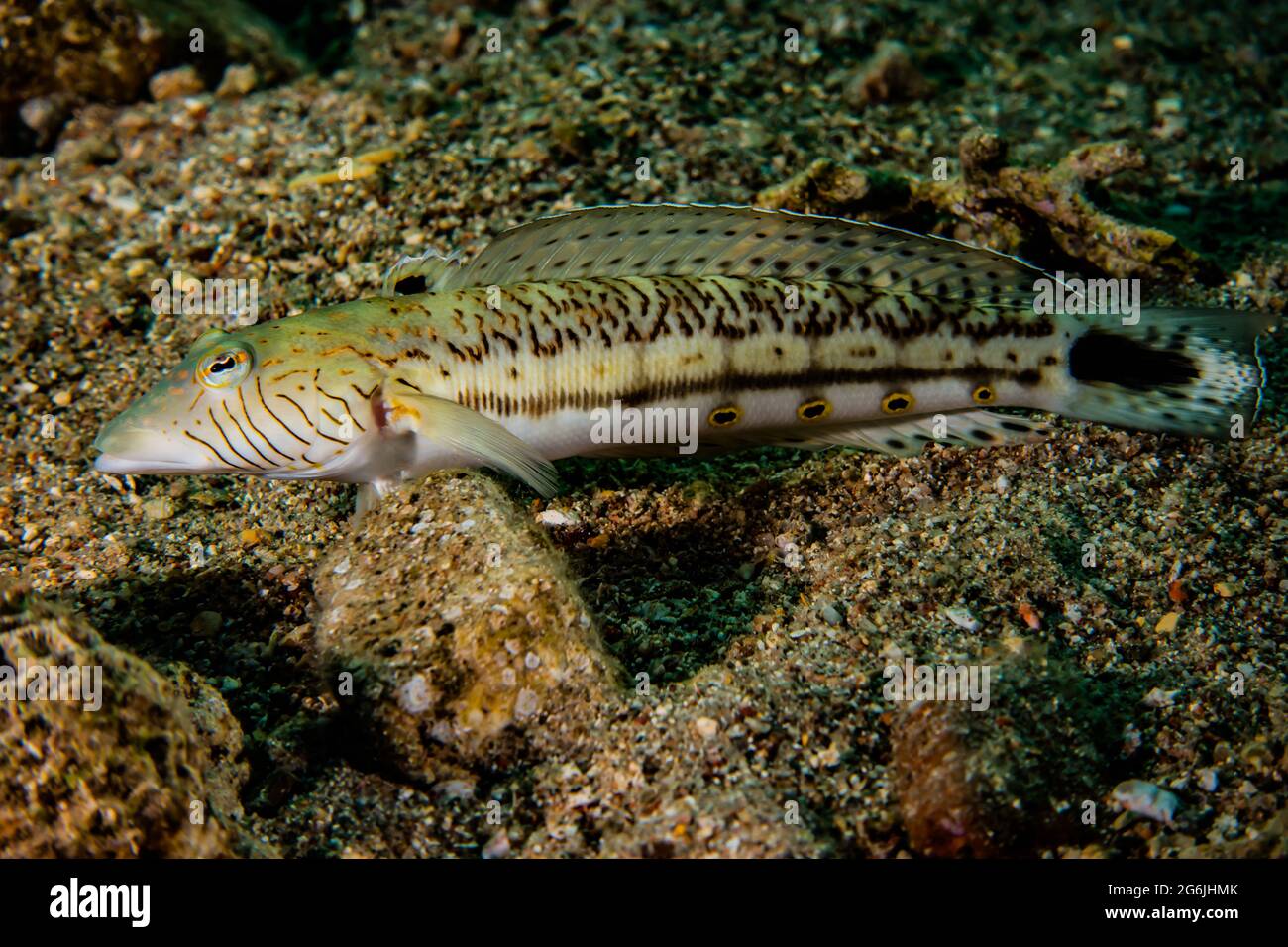 Fish swim in the Red Sea, colorful fish, Eilat Israel Stock Photo - Alamy