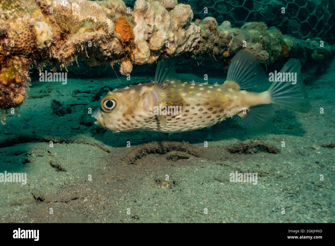 Fish swim in the Red Sea, colorful fish, Eilat Israel Stock Photo - Alamy