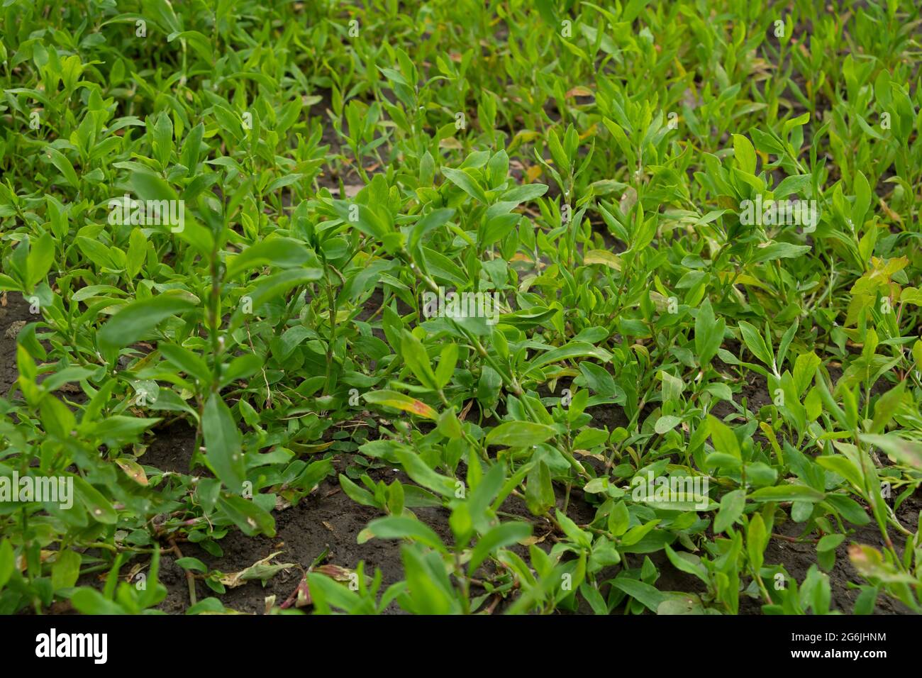 Polygonum aviculare textured - Medicinal plant with many benefits ...