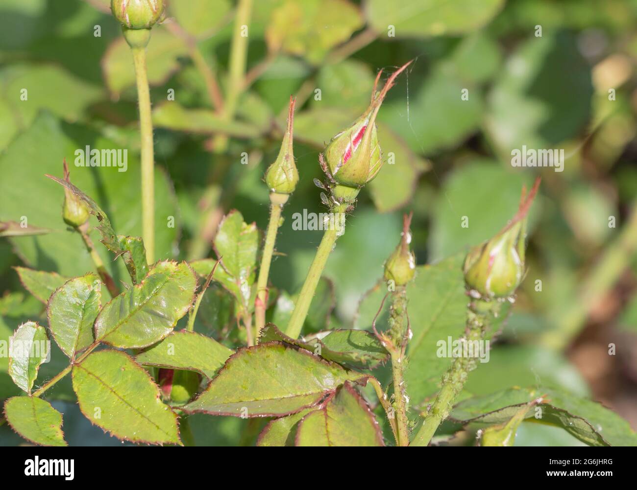 Shallow focus of aphids on small rosebuds on a stem Stock Photo - Alamy