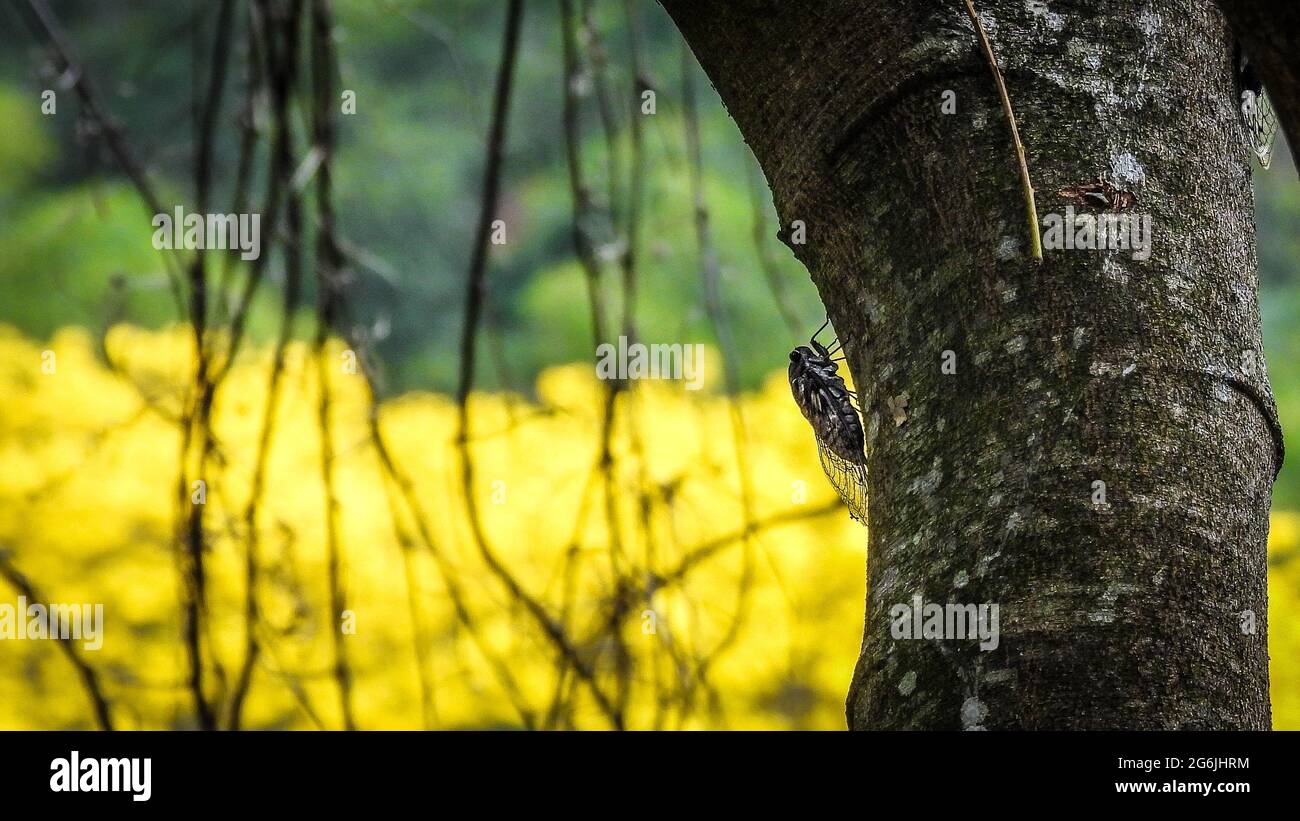 Rhopalotria cicada captured on a tree with the background of yellow ...