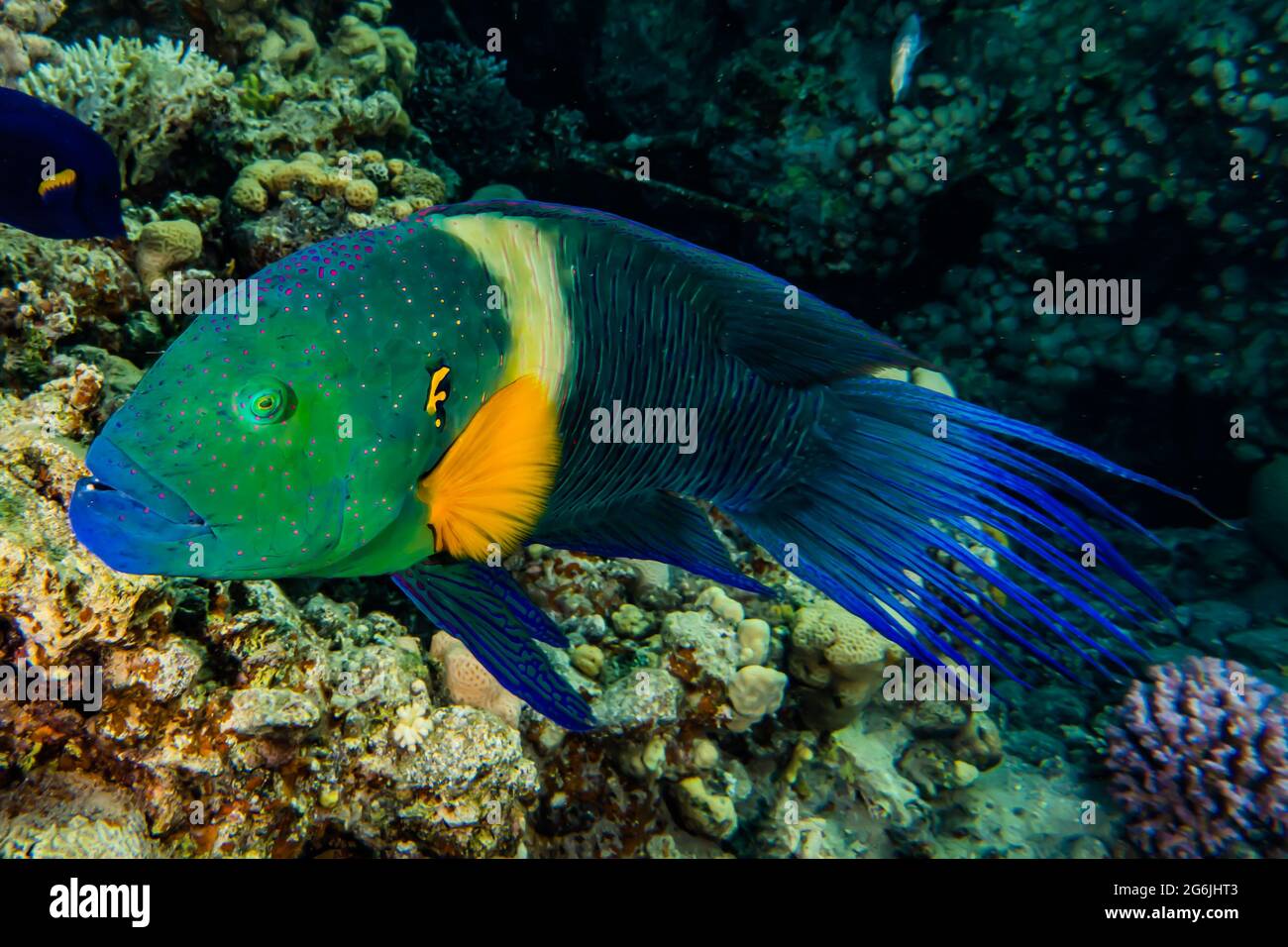 Fish swim in the Red Sea, colorful fish, Eilat Israel Stock Photo - Alamy