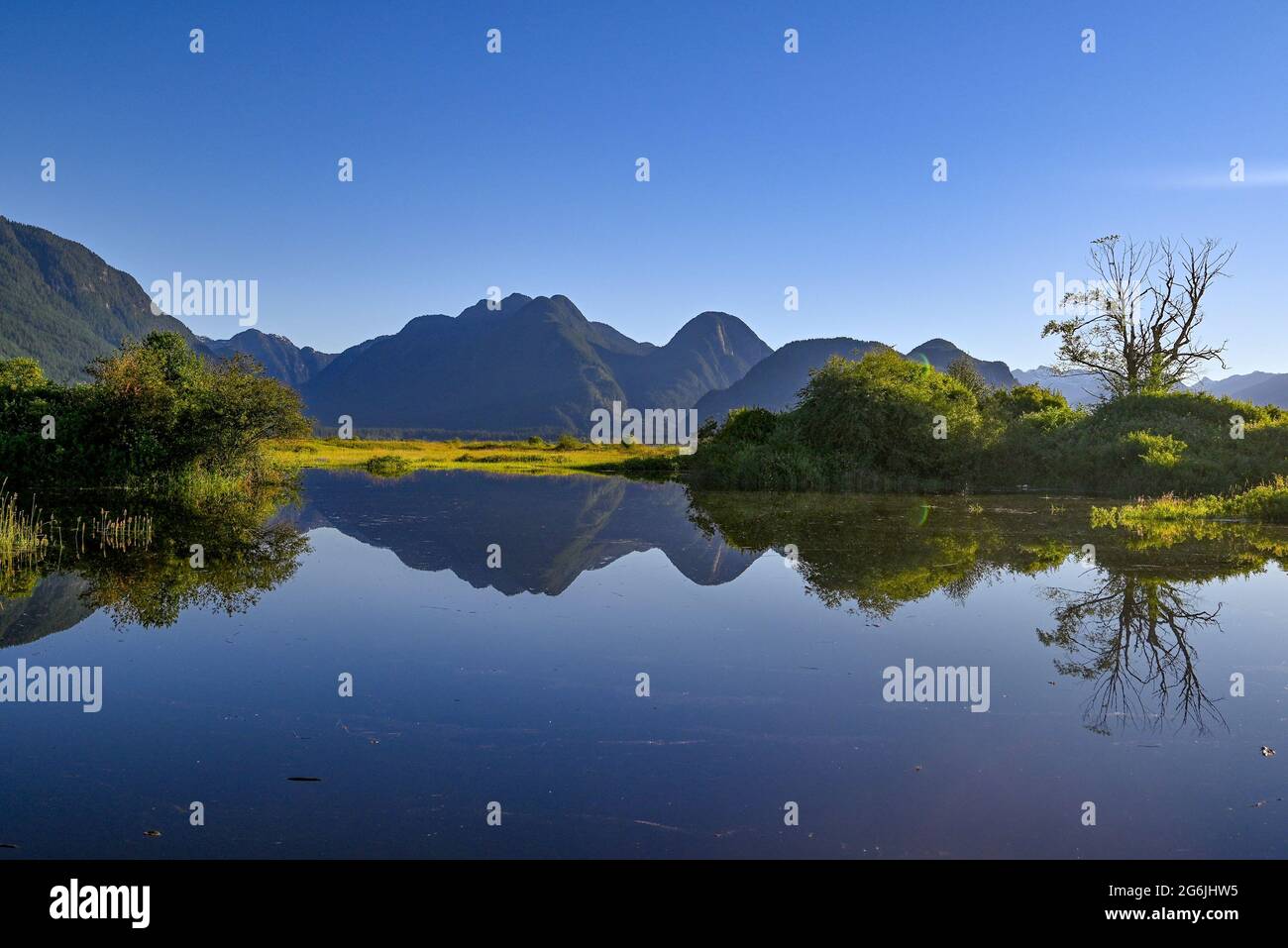 Pitt meadows marsh hi-res stock photography and images - Alamy