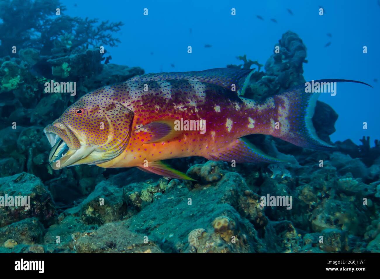 Fish swim in the Red Sea, colorful fish, Eilat Israel Stock Photo - Alamy