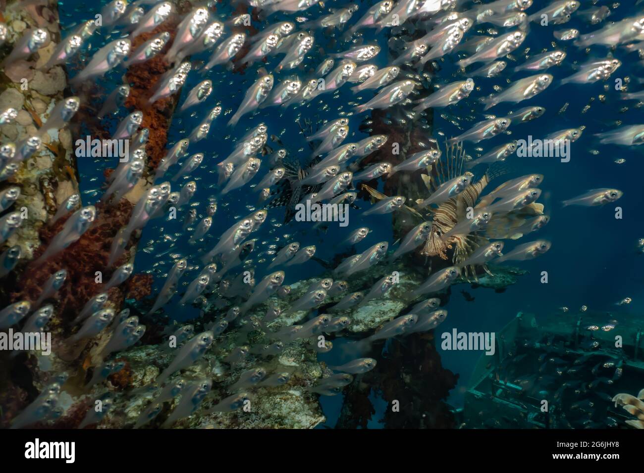 Fish swim in the Red Sea, colorful fish, Eilat Israel Stock Photo - Alamy