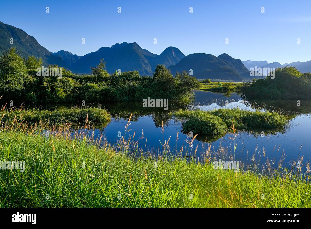 Pitt meadows marsh hi-res stock photography and images - Alamy