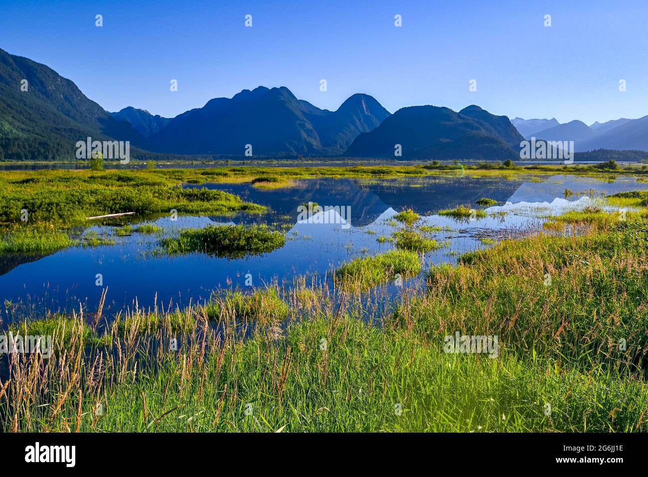 Pitt meadows marsh hi-res stock photography and images - Alamy