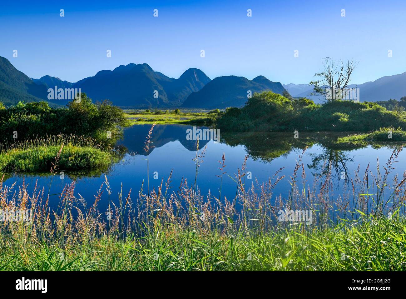 Pitt meadows marsh hi-res stock photography and images - Alamy