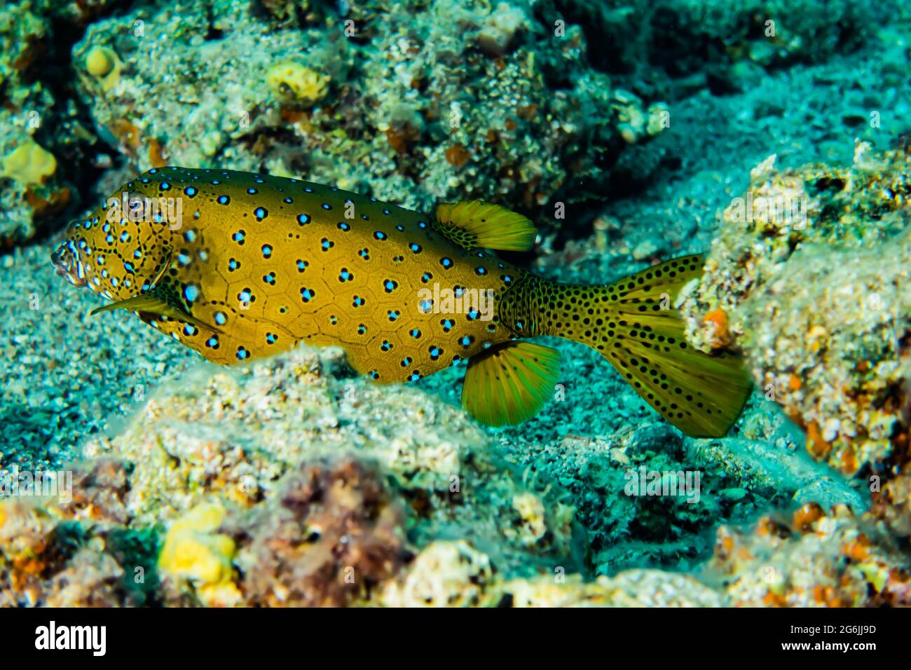 Fish swim in the Red Sea, colorful fish, Eilat Israel Stock Photo - Alamy
