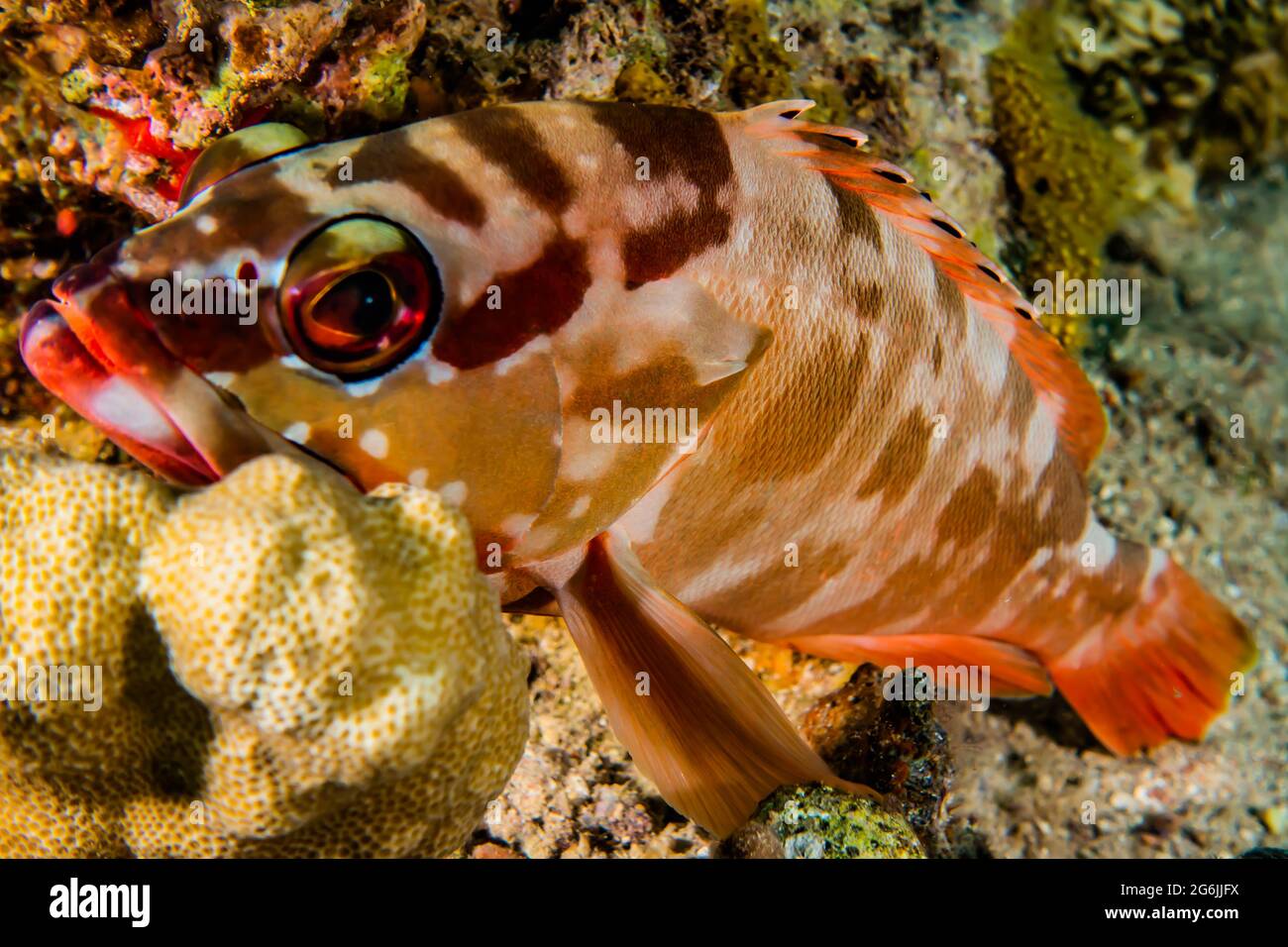 Fish swim in the Red Sea, colorful fish, Eilat Israel Stock Photo - Alamy