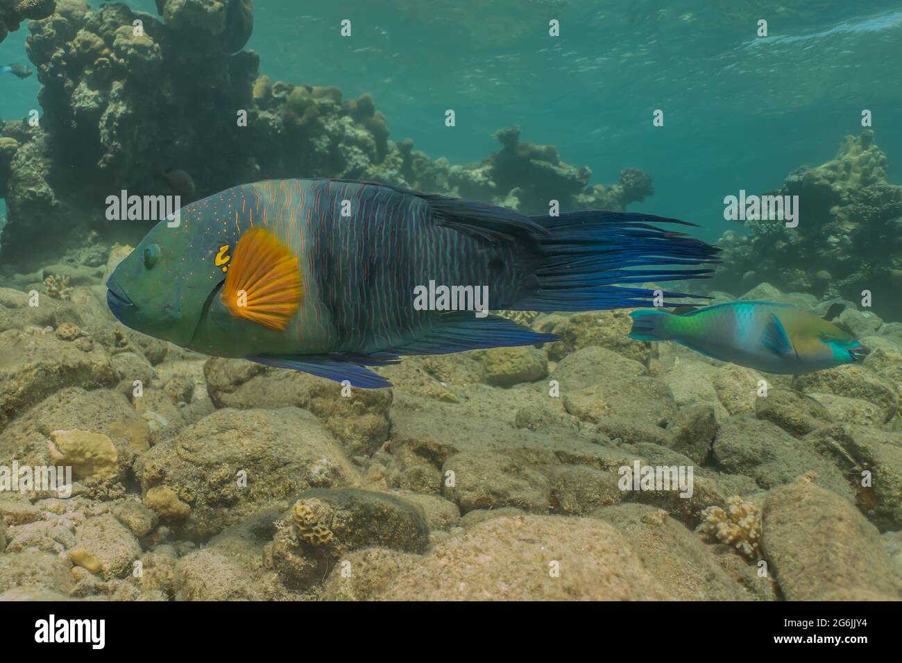 Fish swim in the Red Sea, colorful fish, Eilat Israel Stock Photo - Alamy