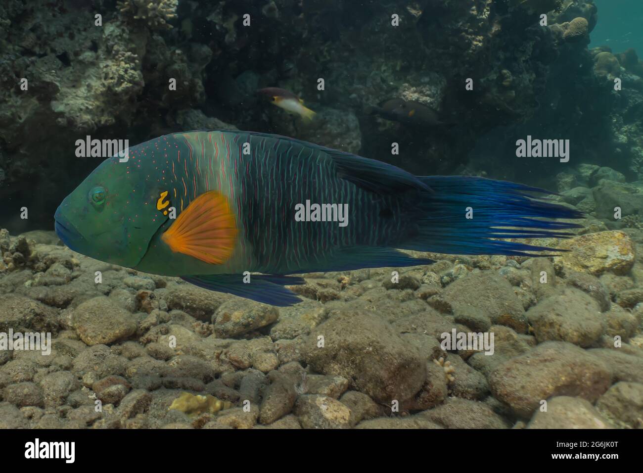 Fish swim in the Red Sea, colorful fish, Eilat Israel Stock Photo - Alamy