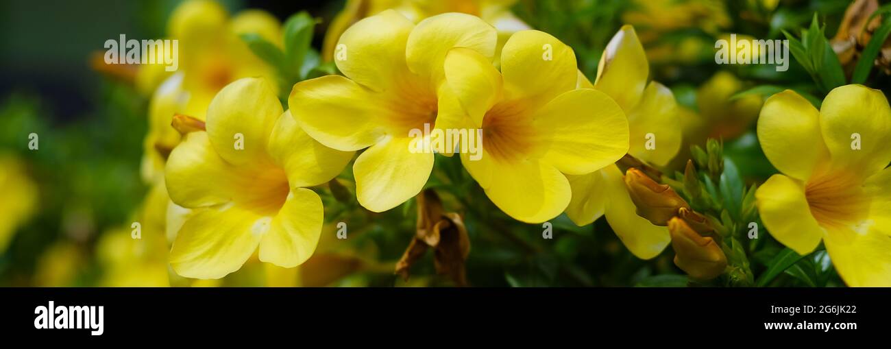 Beautiful yellow flowers of Allamanda, Common allamanda, Golden trumpet ...