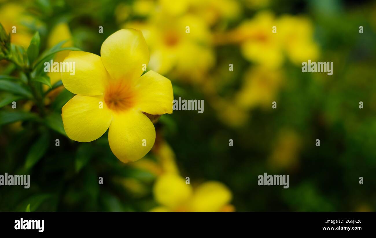 Beautiful yellow flowers of Allamanda, Common allamanda, Golden trumpet ...