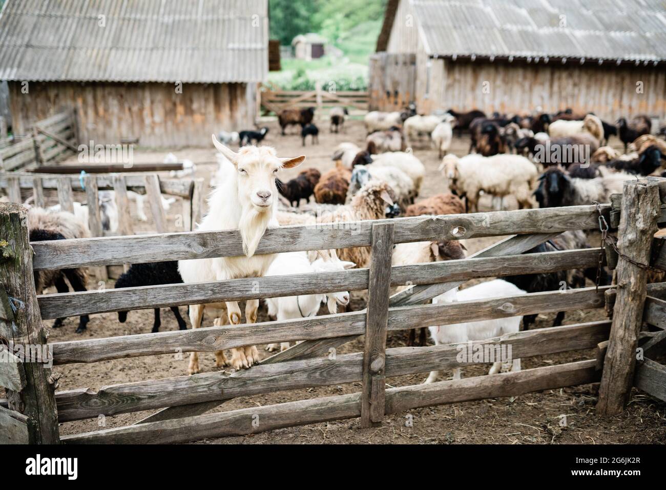 goat on the farm. Life in the countryside Stock Photo - Alamy