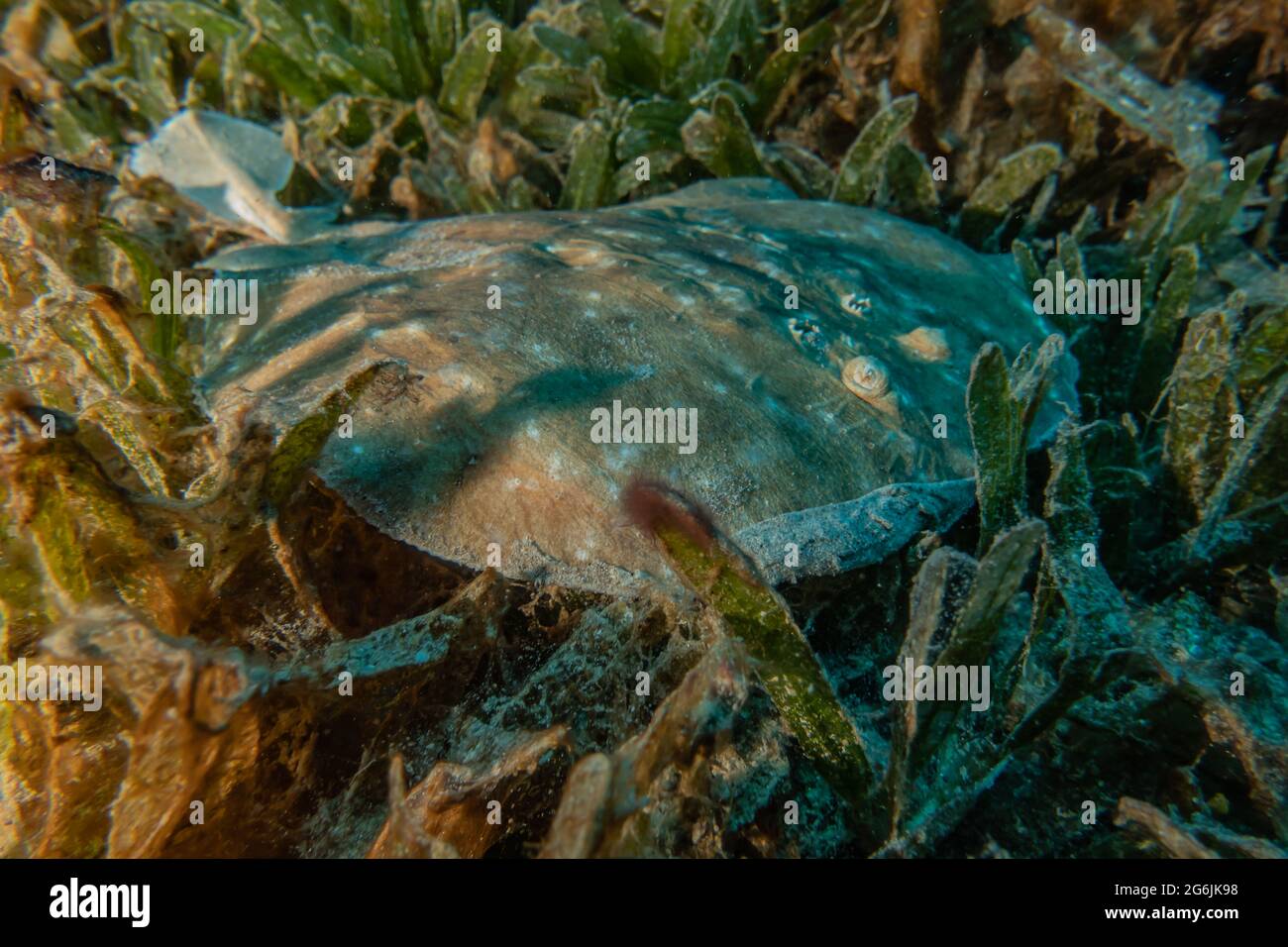 Fish swim in the Red Sea, colorful fish, Eilat Israel Stock Photo - Alamy