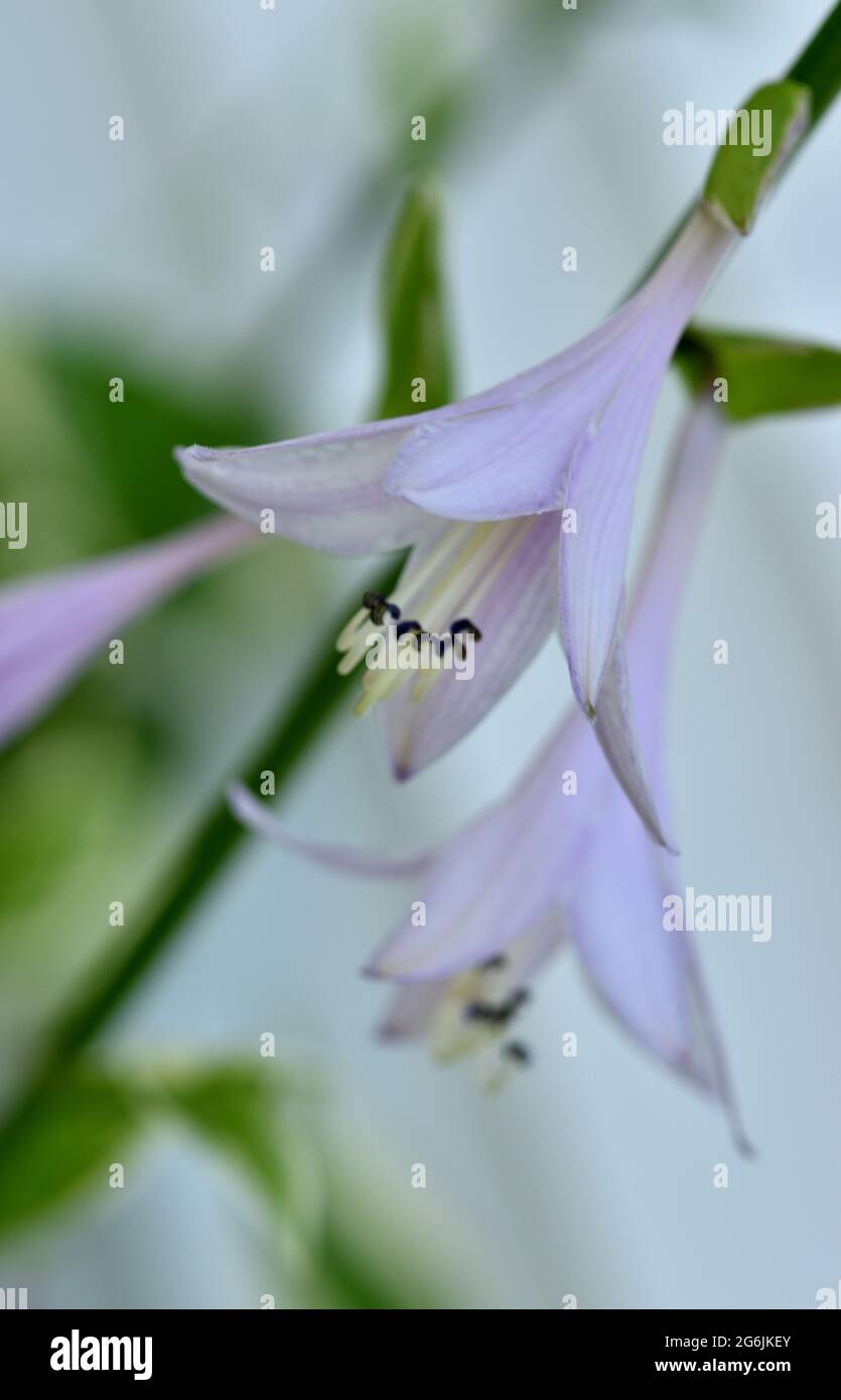 Purple hosta hi-res stock photography and images - Alamy