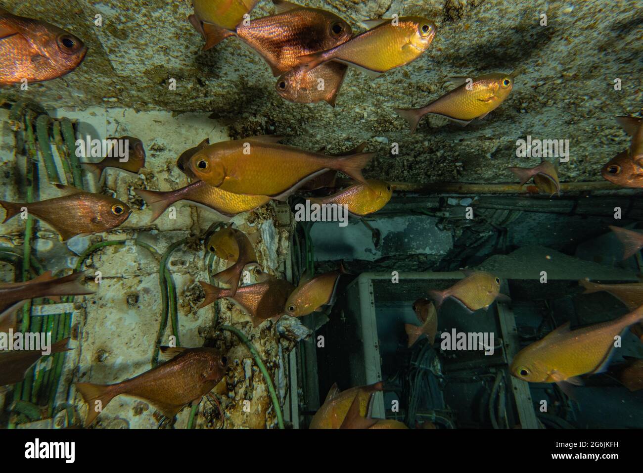 Fish swim in the Red Sea, colorful fish, Eilat Israel Stock Photo - Alamy