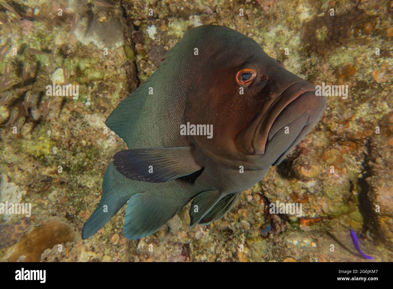 Fish swim in the Red Sea, colorful fish, Eilat Israel Stock Photo - Alamy