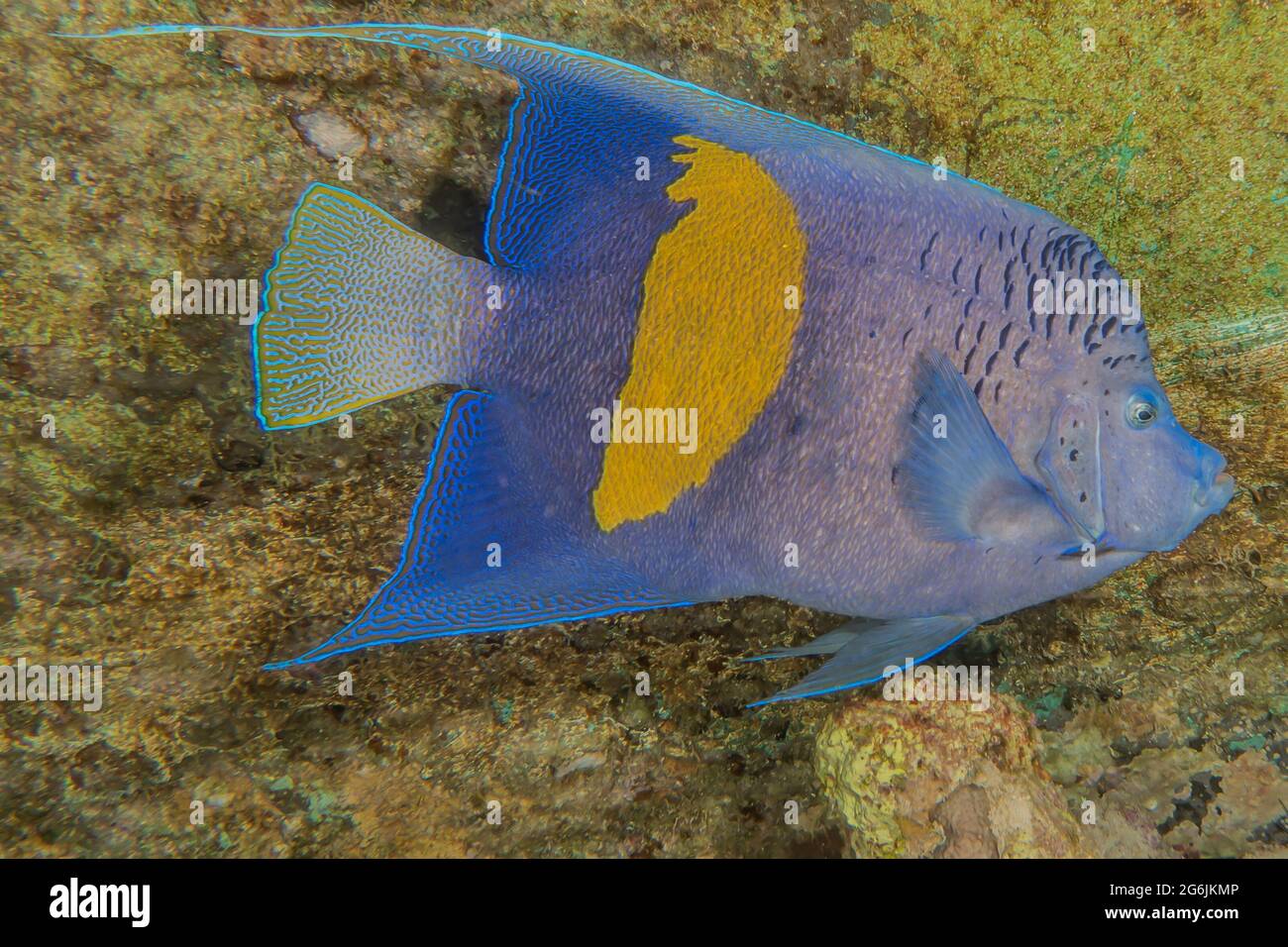 Fish swim in the Red Sea, colorful fish, Eilat Israel Stock Photo - Alamy