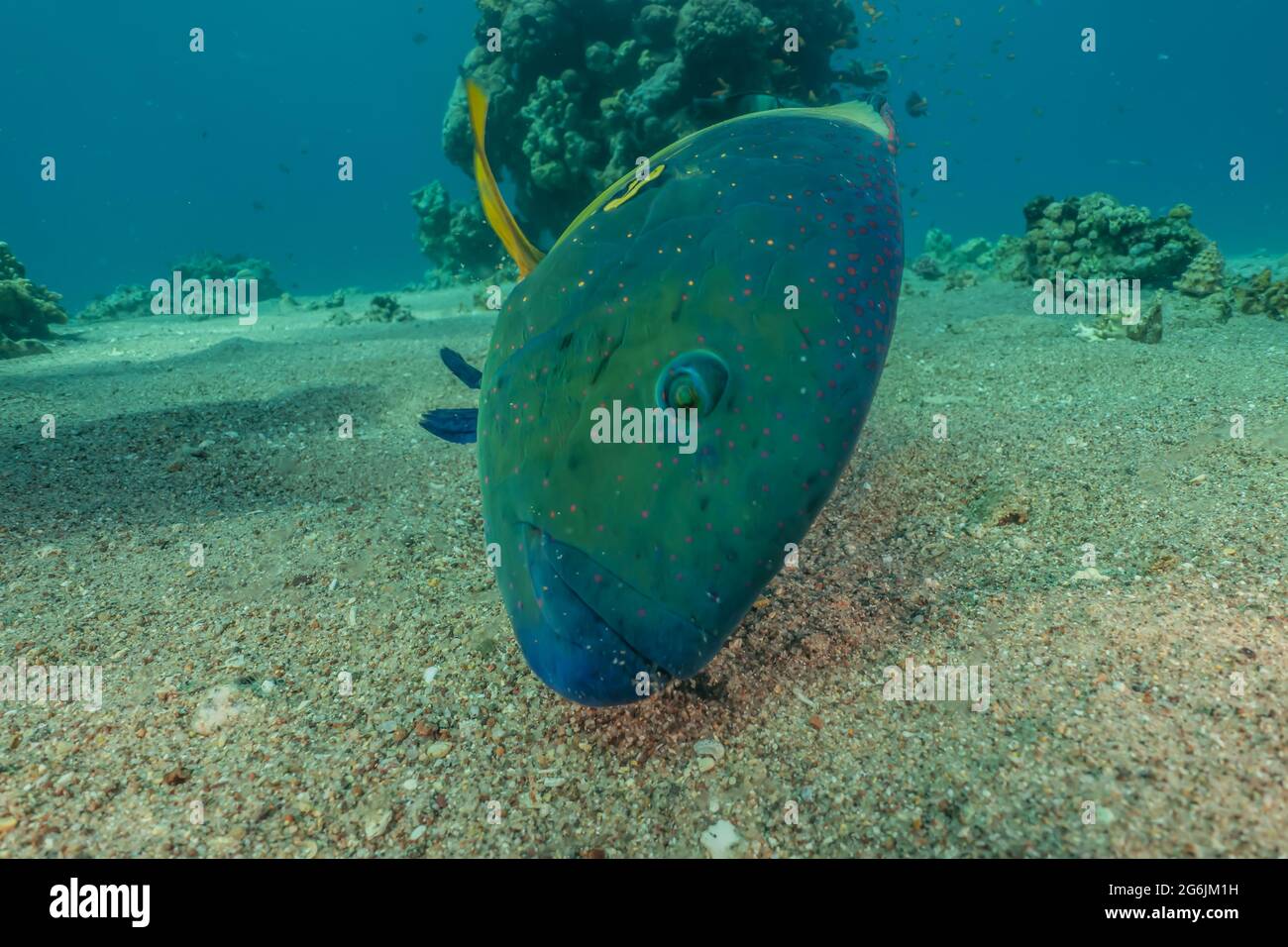 Fish swim in the Red Sea, colorful fish, Eilat Israel Stock Photo - Alamy