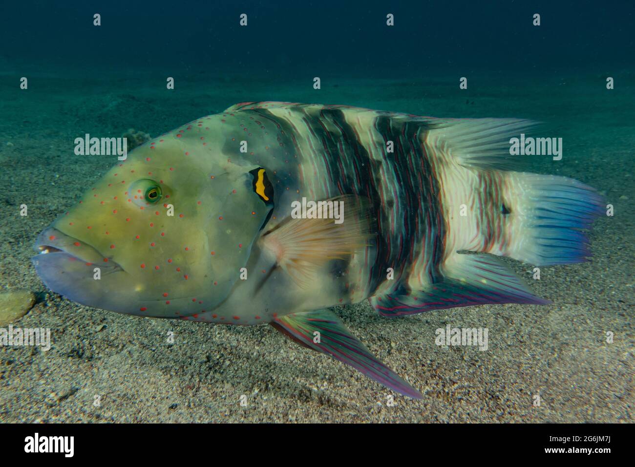 Fish swim in the Red Sea, colorful fish, Eilat Israel Stock Photo - Alamy