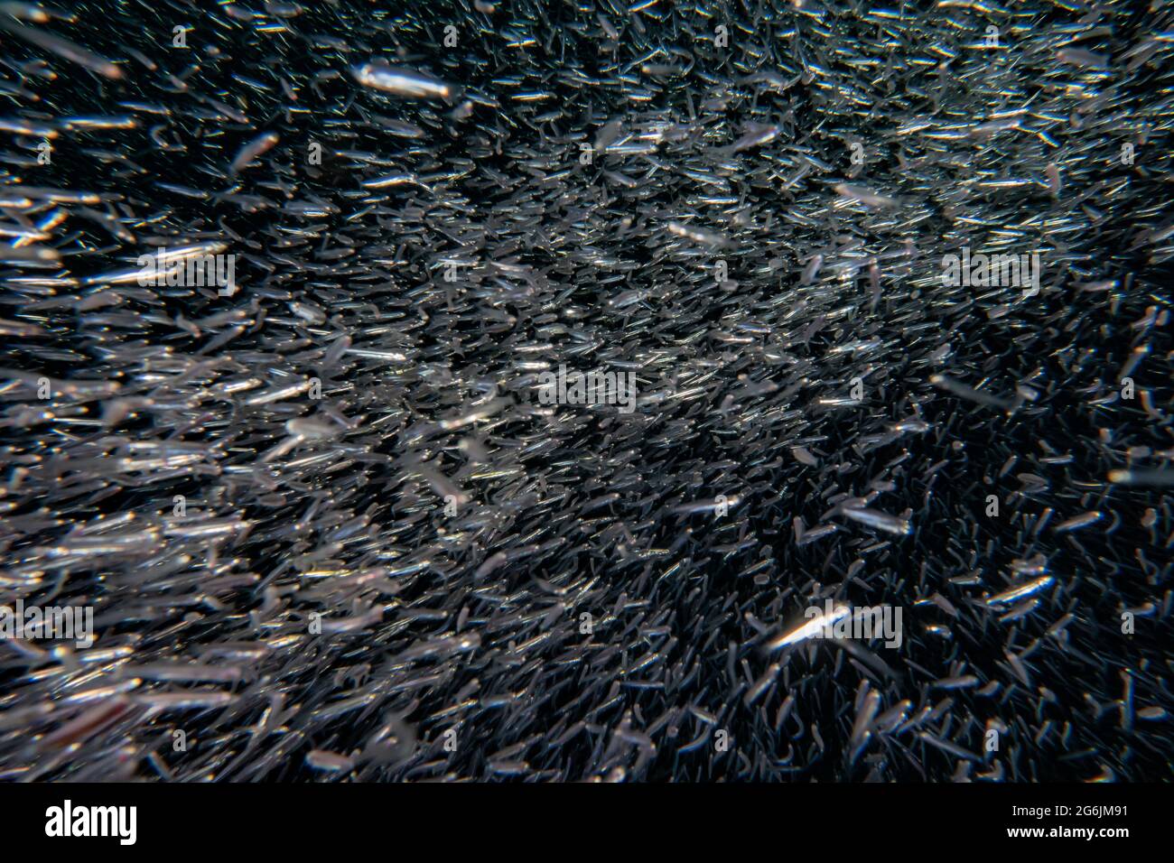 Fish swim in the Red Sea, colorful fish, Eilat Israel Stock Photo - Alamy
