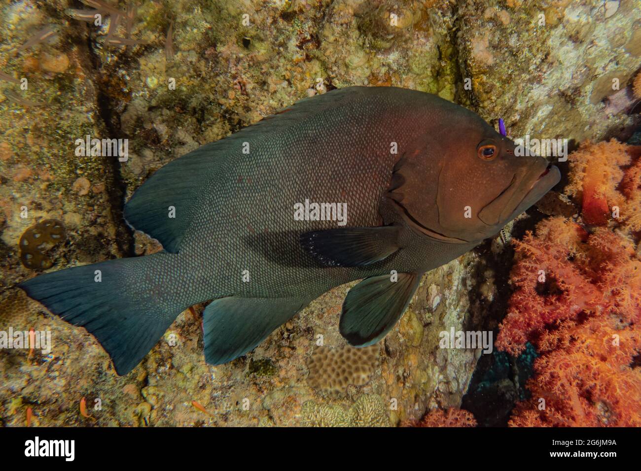 Fish swim in the Red Sea, colorful fish, Eilat Israel Stock Photo - Alamy
