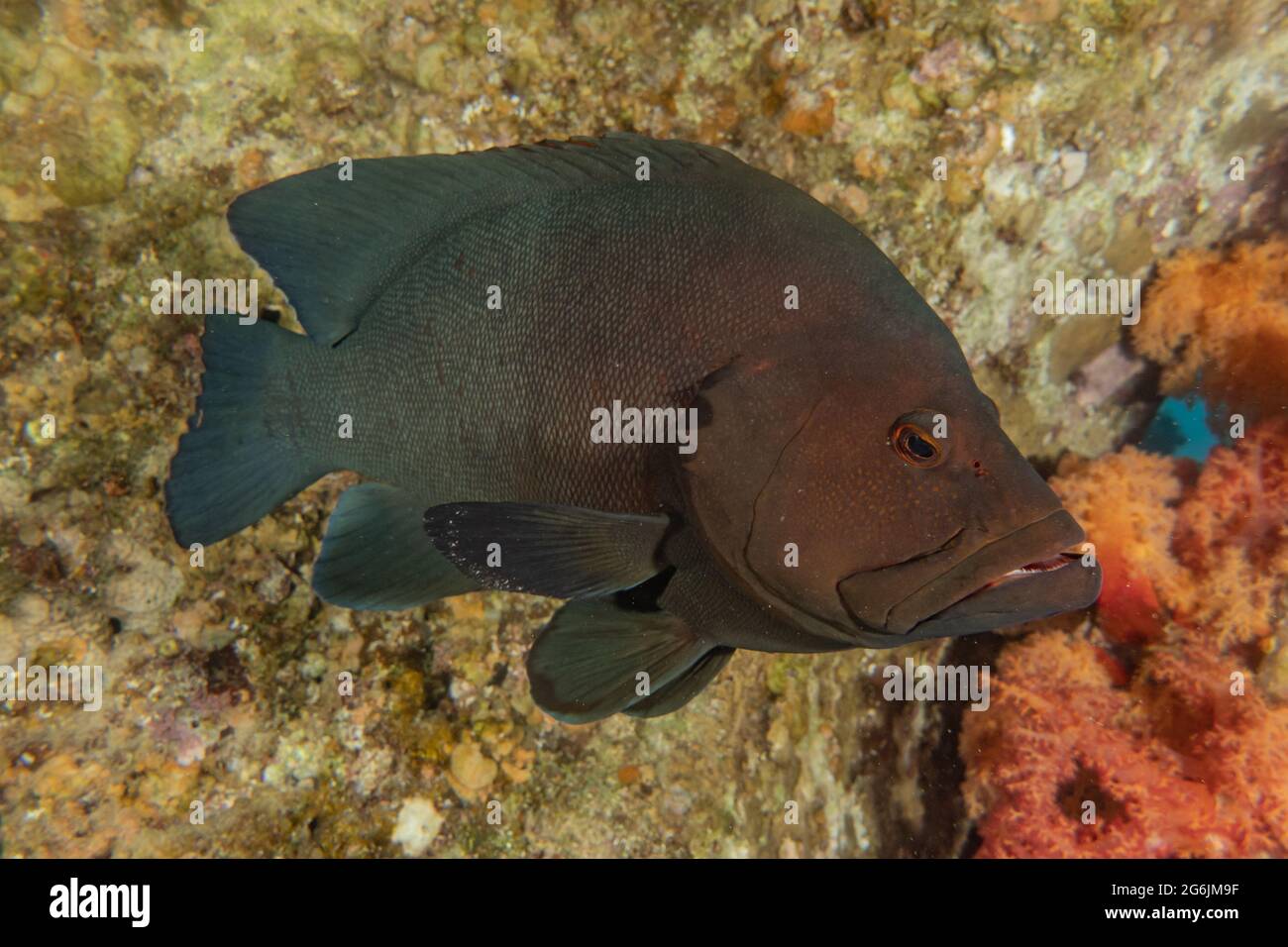 Fish swim in the Red Sea, colorful fish, Eilat Israel Stock Photo - Alamy