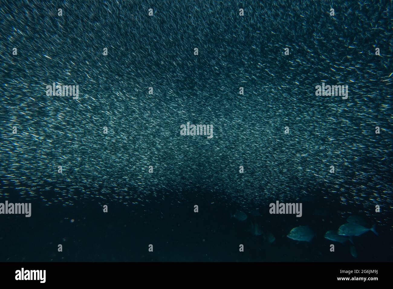 Fish swim in the Red Sea, colorful fish, Eilat Israel Stock Photo - Alamy