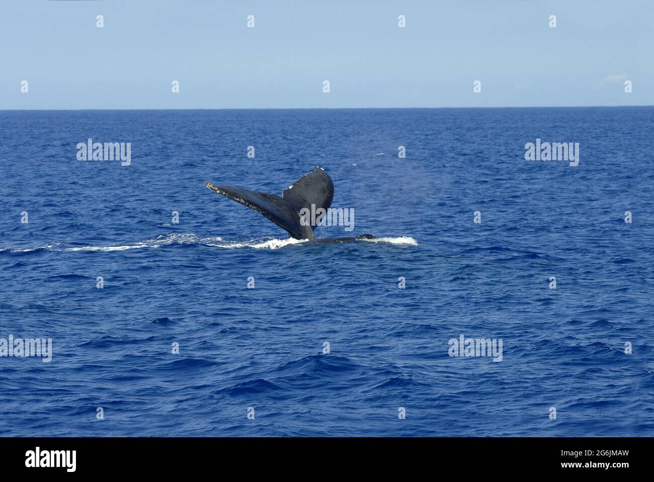 Boat tour on the Big Island of Hawaii, yields a whales tail in a vivid ...