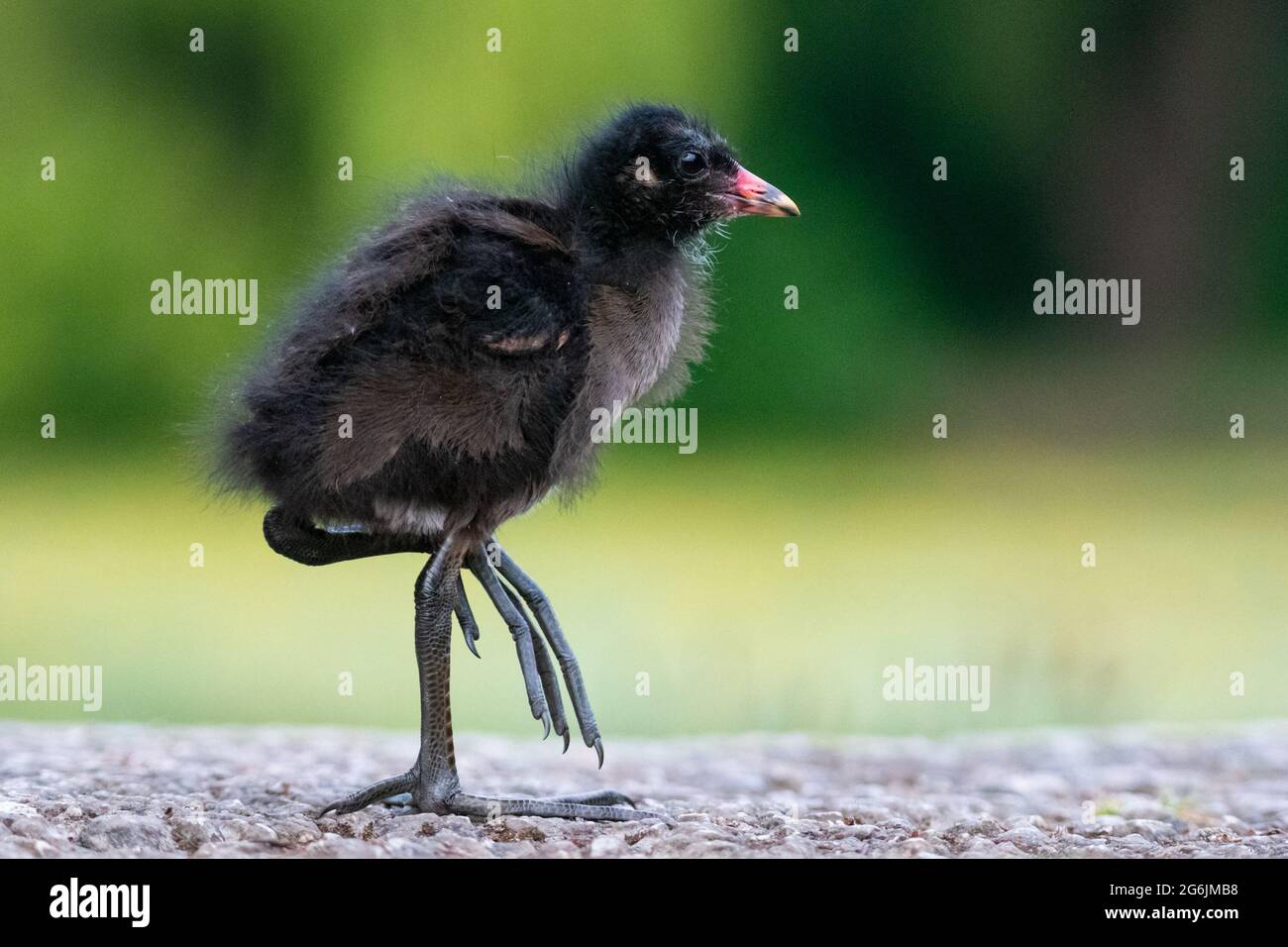 Moorhen chick (Gallinula Chloropus) walking against a blurred green ...