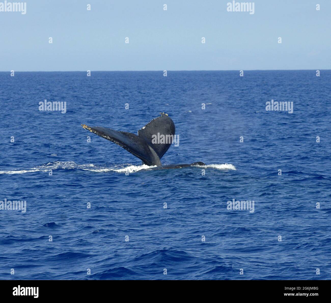 Big Island of Hawaii waters, a whale dives and tail flips up as another ...