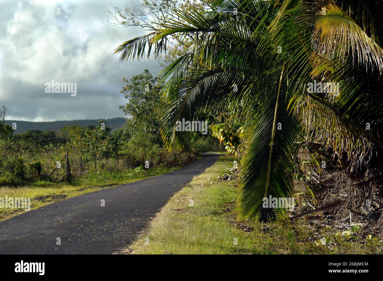 Black top, one lane, road curves into the dense, tropical foliage of ...