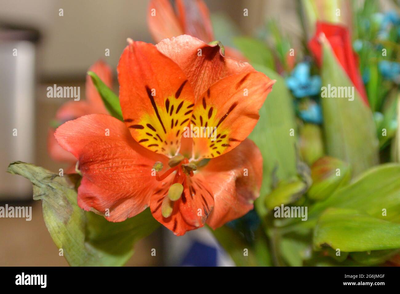 Peruvian Lily Closeup Stock Photo - Alamy