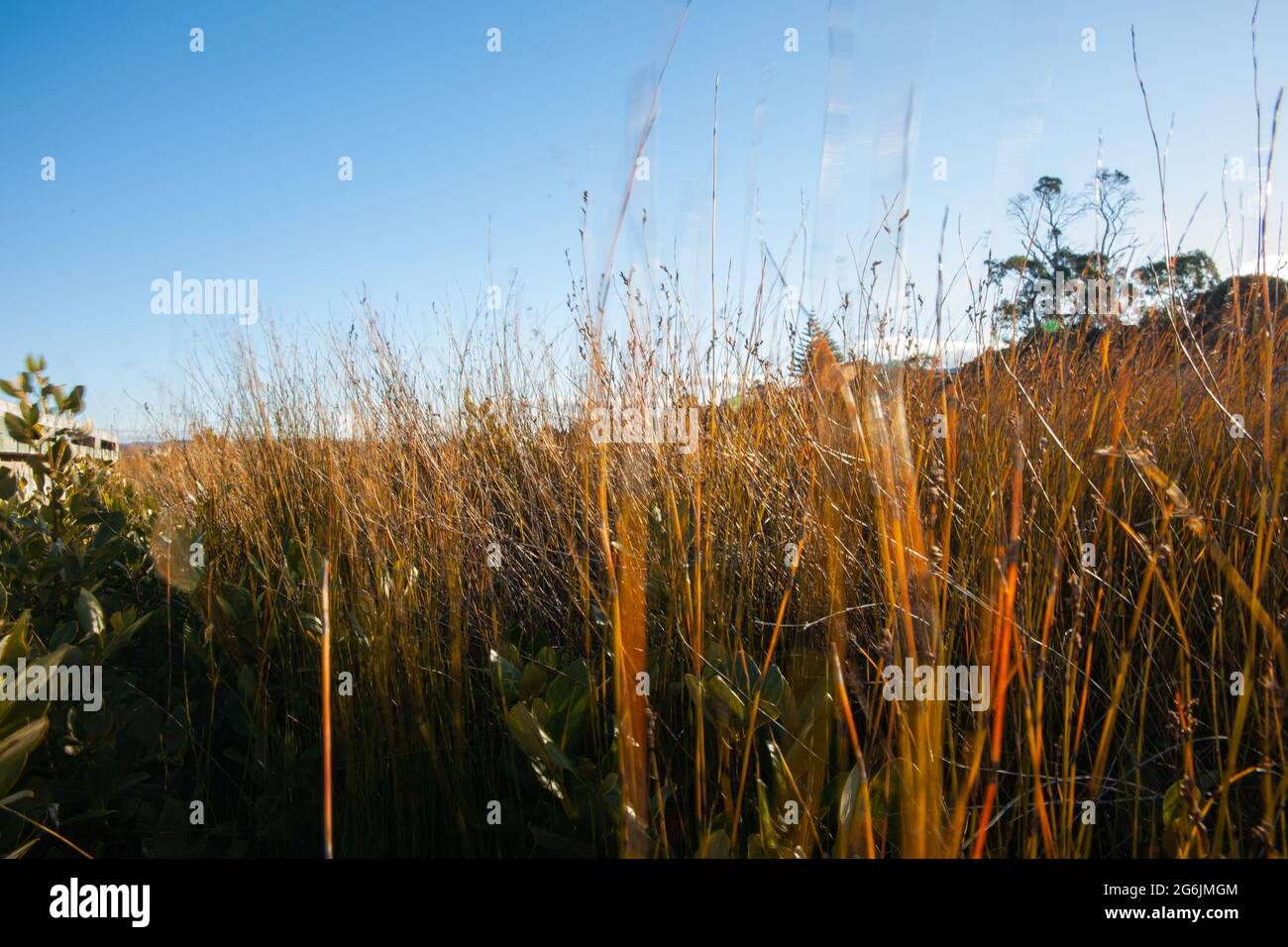 Estuarine environment of dense salt marsh plants in Matua Tauranga ...