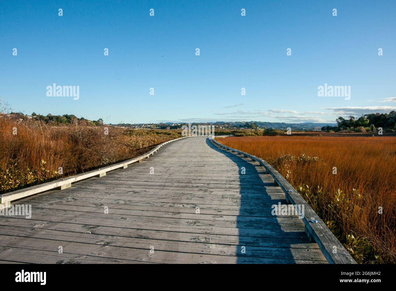 Estuarine environment of dense salt- marsh plants with wooden walkway ...