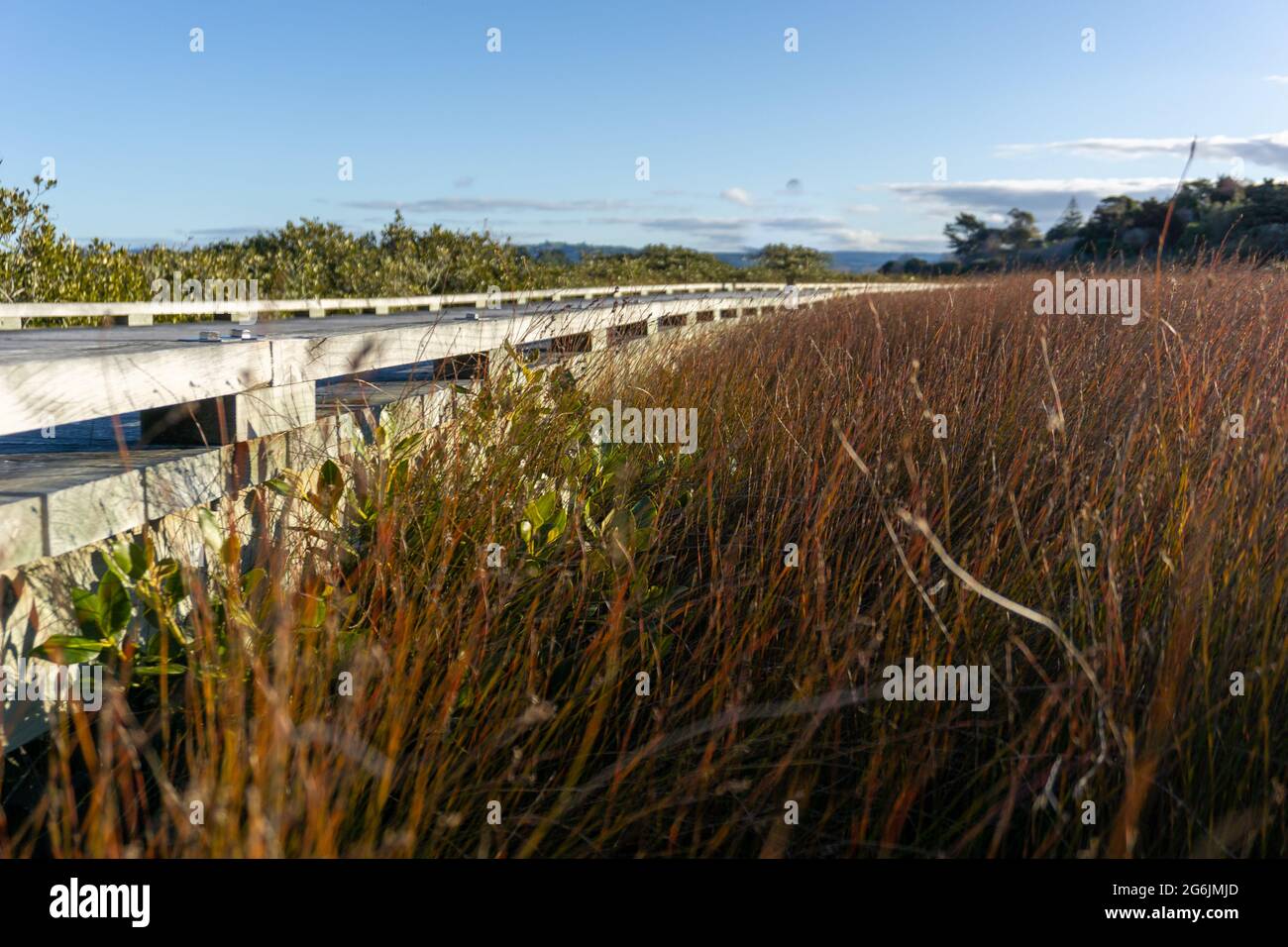 Estuarine environment of dense salt- marsh plants in Matua Tauranga ...