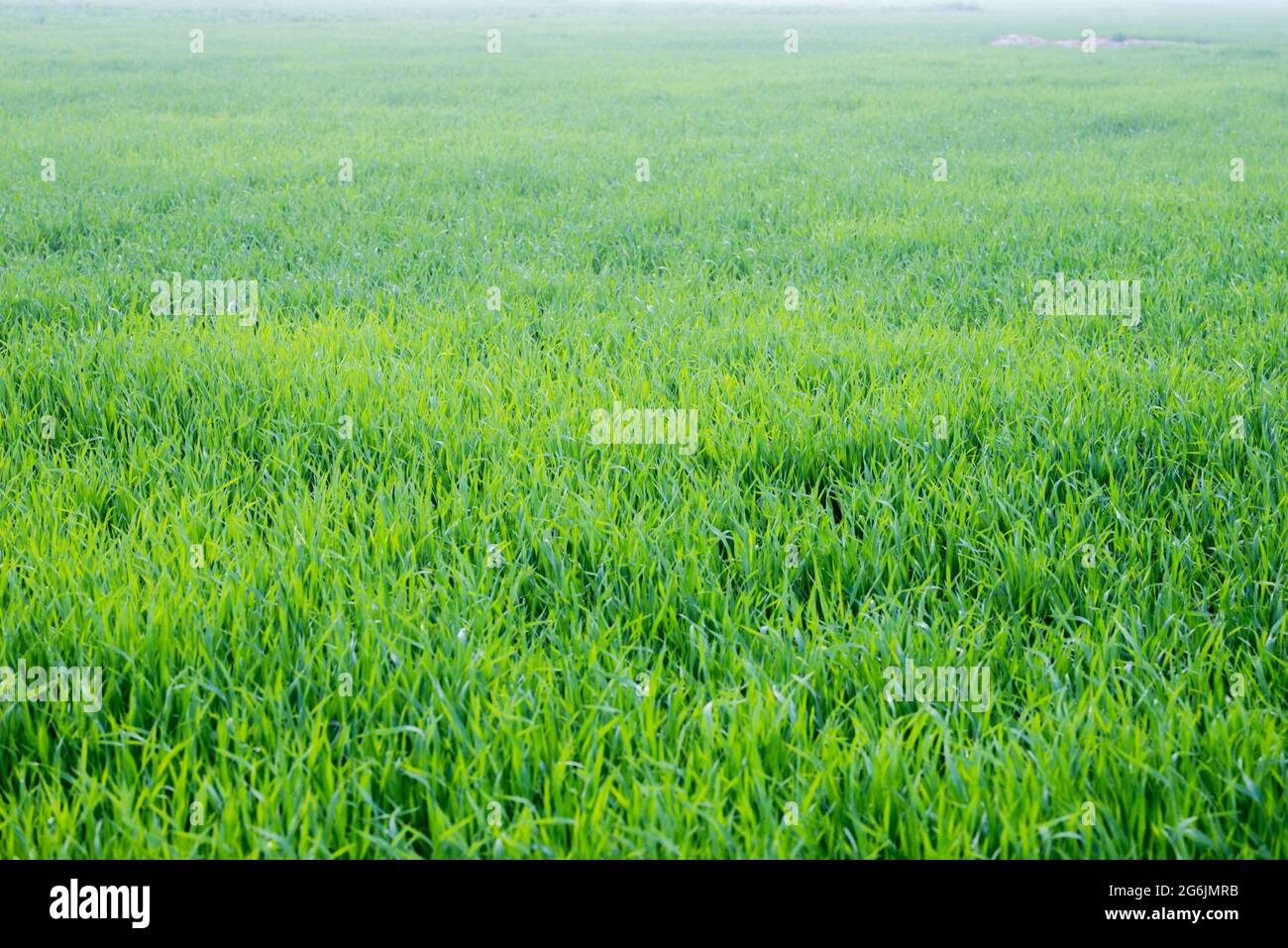 Young wheat plants growing on the soil, Amazingly beautiful endless ...