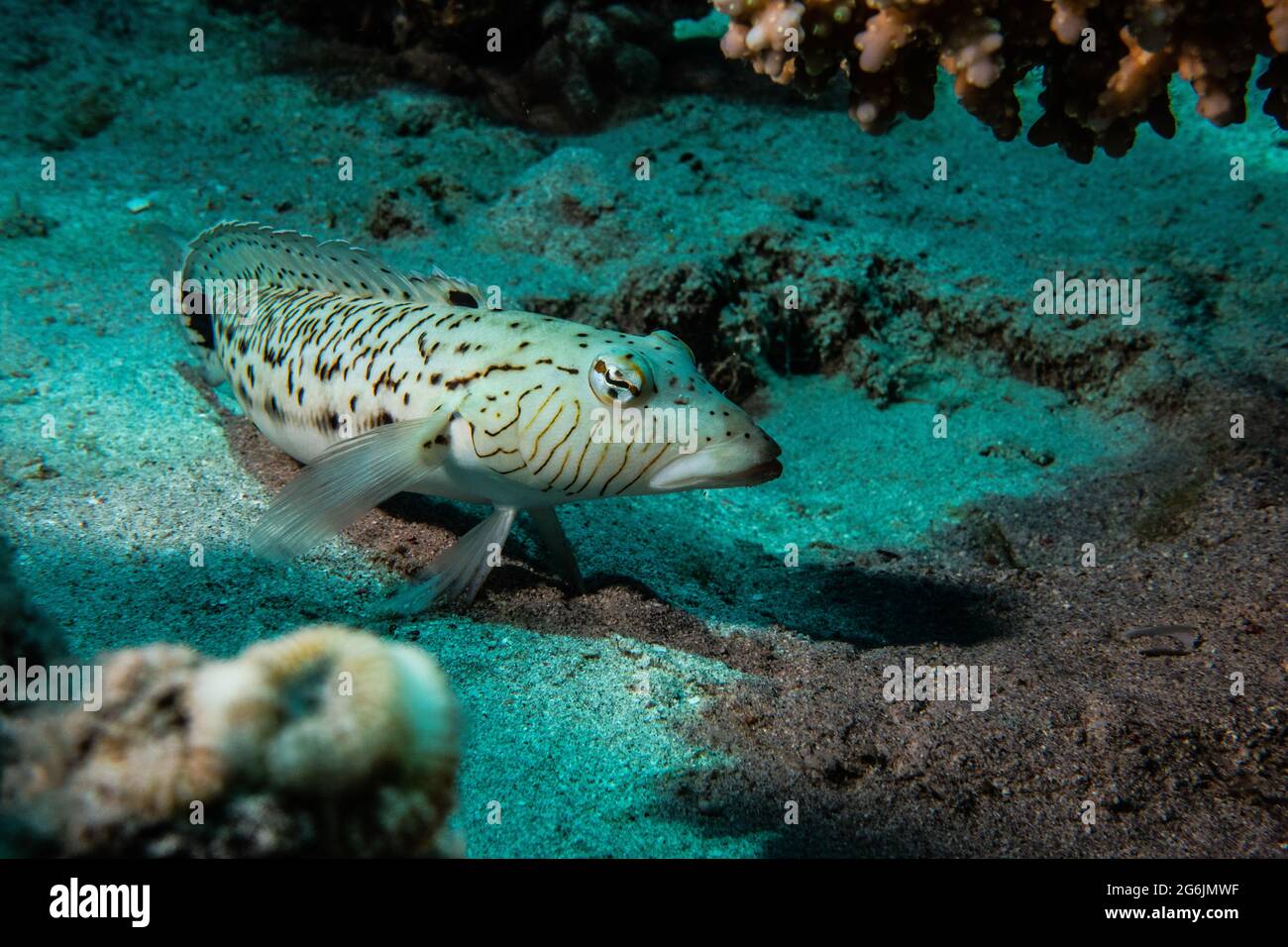 Fish swim in the Red Sea, colorful fish, Eilat Israel Stock Photo - Alamy
