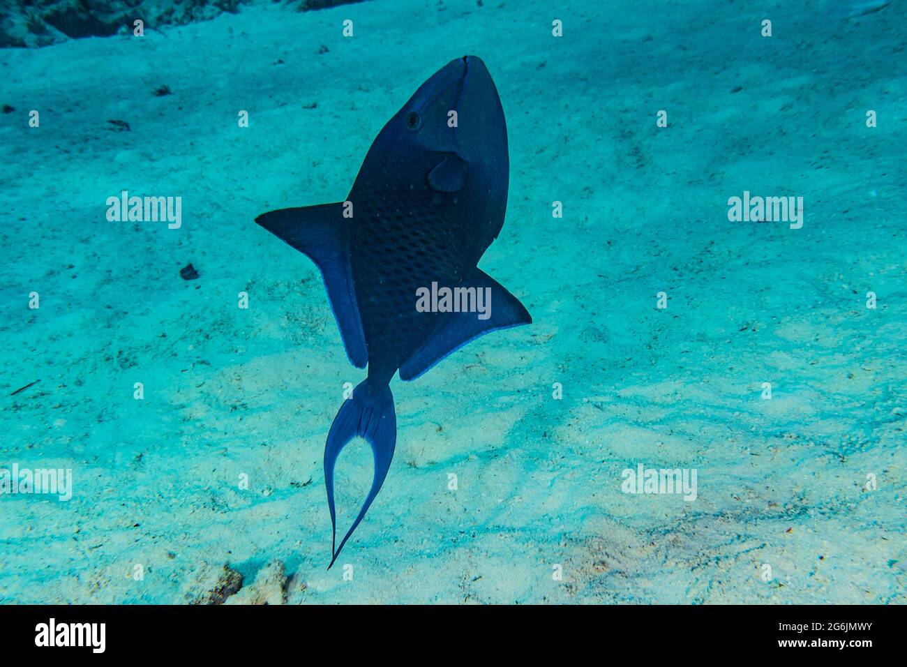Fish swim in the Red Sea, colorful fish, Eilat Israel Stock Photo - Alamy
