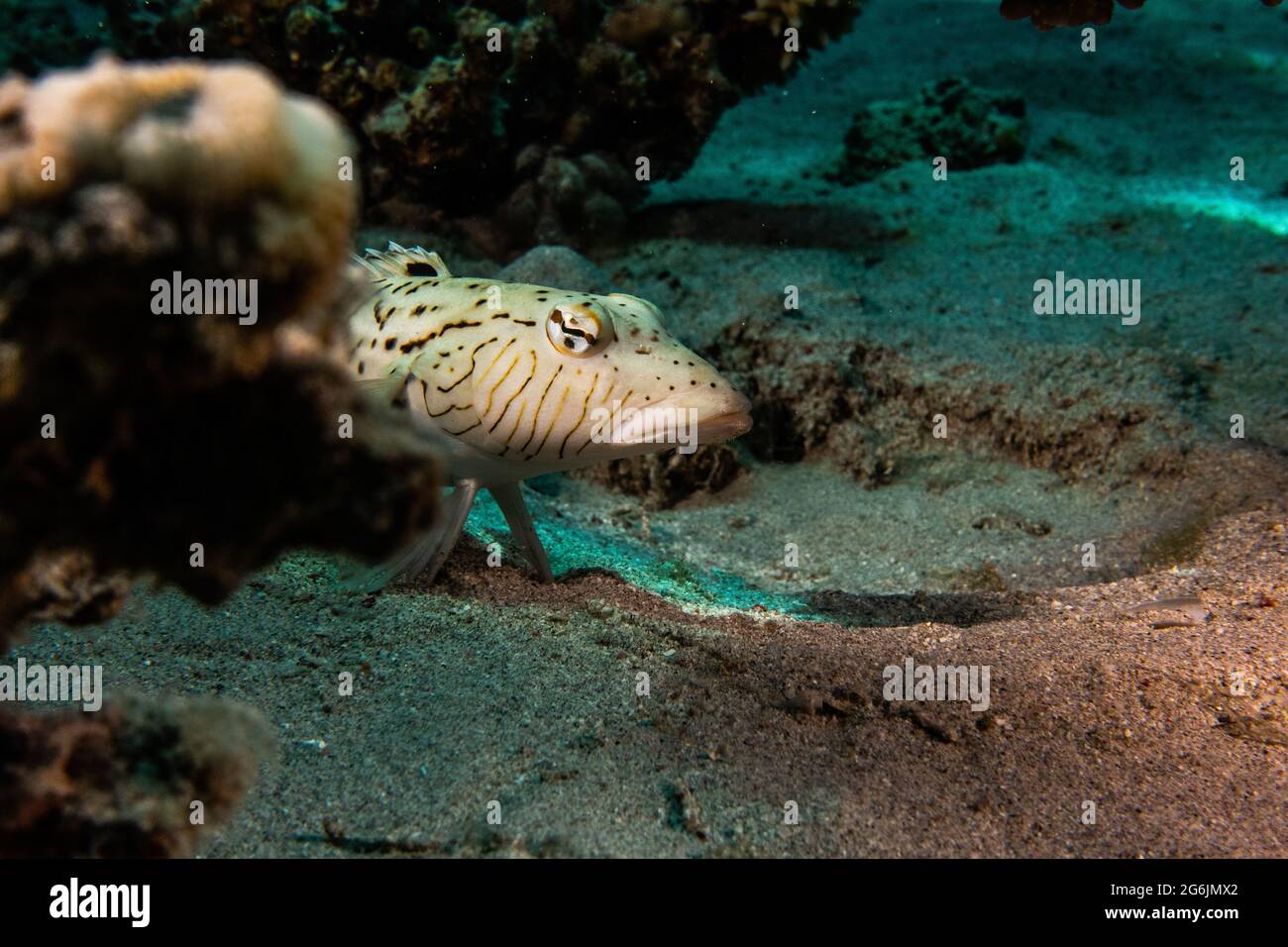 Fish swim in the Red Sea, colorful fish, Eilat Israel Stock Photo - Alamy