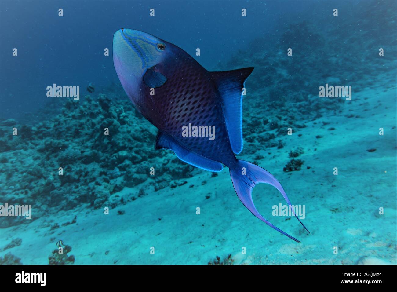 Fish swim in the Red Sea, colorful fish, Eilat Israel Stock Photo - Alamy